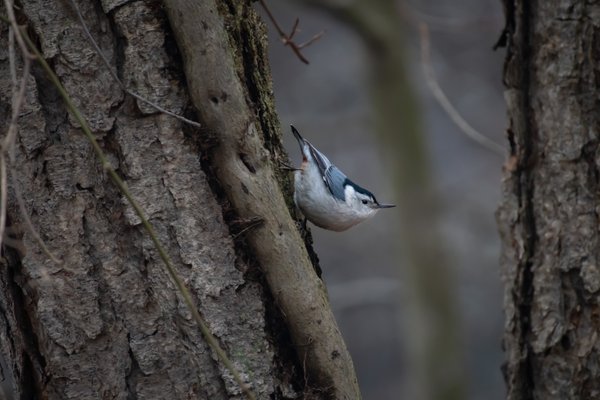 PENNINGTON PARK - Updated October 2025 - 16 Photos - 372 McBride Ave ...