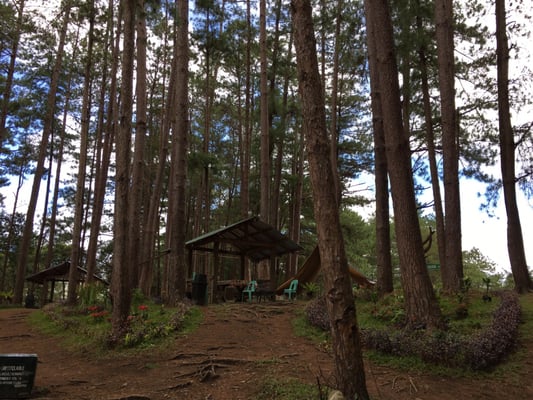 BUCARI PINE TREE FOREST - Updated March 2025 - Leon, Iloilo ...