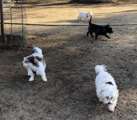 ROY M BUTCHER DOG PARK - 236 Photos & 298 Reviews UPDATED - Dog Parks ...