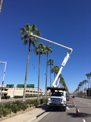 DAVID’S TREE SERVICE - Updated December 2025 - 86 Photos & 112 Reviews ...