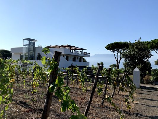 CANTINA DEL VESUVIO WINERY - Updated July 2025 - 113 Photos & 39 ...