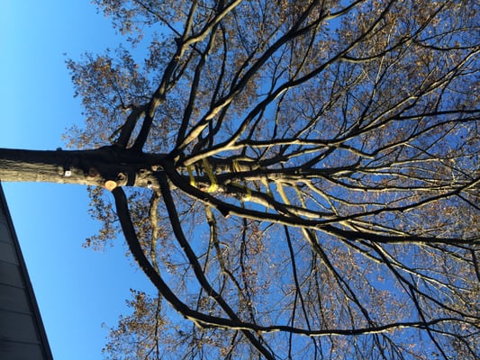 ERIK NYE THE TREE GUY - Updated September 2025 - 59 Photos & 213 ...