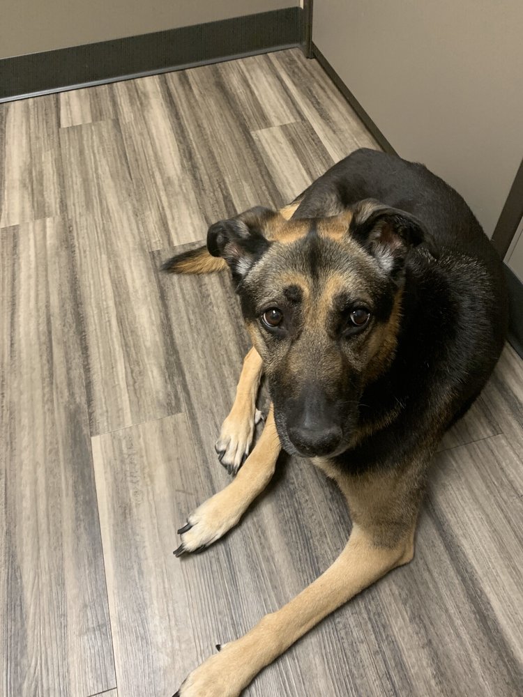 WOODHAVEN ANIMAL HOSPITAL - 15 Photos & 16 Reviews - 20376 Van Horn Rd ...