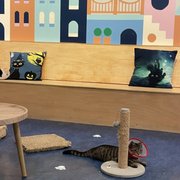 MINI CAT TOWN - 182 Photos & 81 Reviews - Pet Adoption - 2200 Eastridge ...