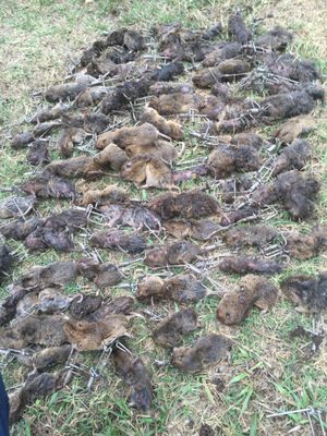 GOPHER TRAPPING PROS SAN MATEO - Updated January 2026 - 13 Photos & 73 ...