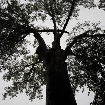 ELITE TREE SERVICE - Updated November 2025 - 45 Reviews - 5915 Rosehill ...