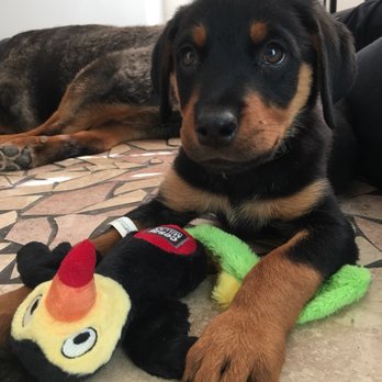 IT’S THE PITS DOG RESCUE - Updated February 2025 - 99 Photos & 74 ...