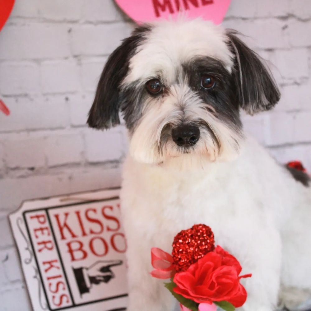 RUFF TO RITZ MOBILE GROOMING & PHOTOGRAPHY - Updated July 2025 - 46 ...