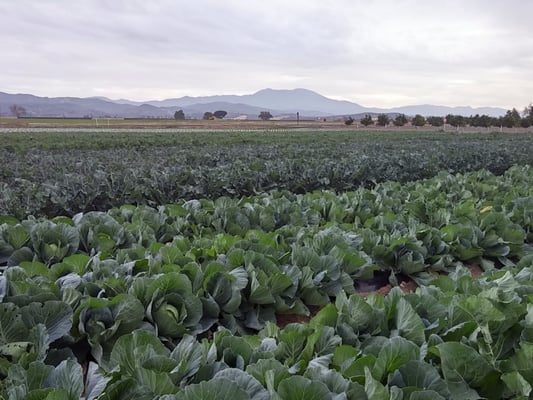 THE INCREDIBLE EDIBLE FARM - Updated December 2025 - 16 Photos - The ...