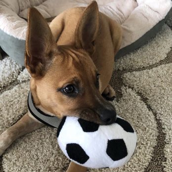 SOCIAL TEES ANIMAL RESCUE - Updated October 2025 - 64 Photos & 170 ...