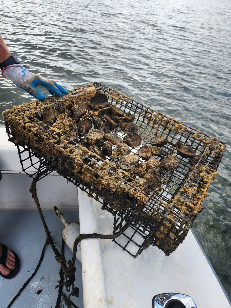 Mathews Deadrise Charters, Gwynn | Roadtrippers