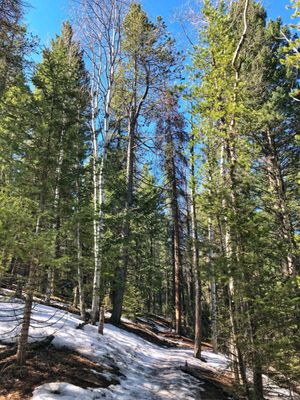 LOWER MAXWELL FALLS TRAIL HEAD - Updated March 2025 - 173 Photos & 41 ...