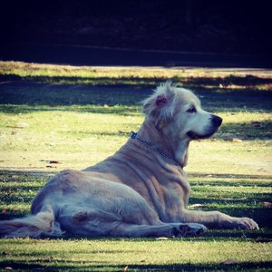 RIGHETTI OVAL - Elizabeth St, Kooyong Victoria, Australia - Parks - Yelp