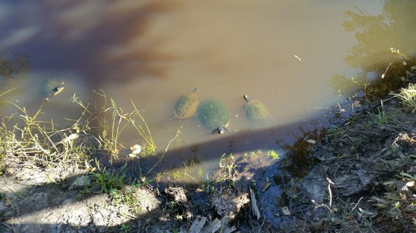 Turkey Creek Sanctuary - 120 Photos & 25 Reviews - Parks - 1518 Port ...