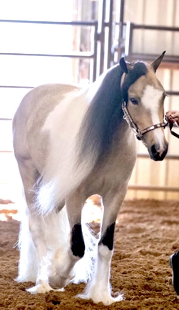 TEXAS POSH PONY PARTIES - Updated April 2026 - Request a Quote - 10 ...