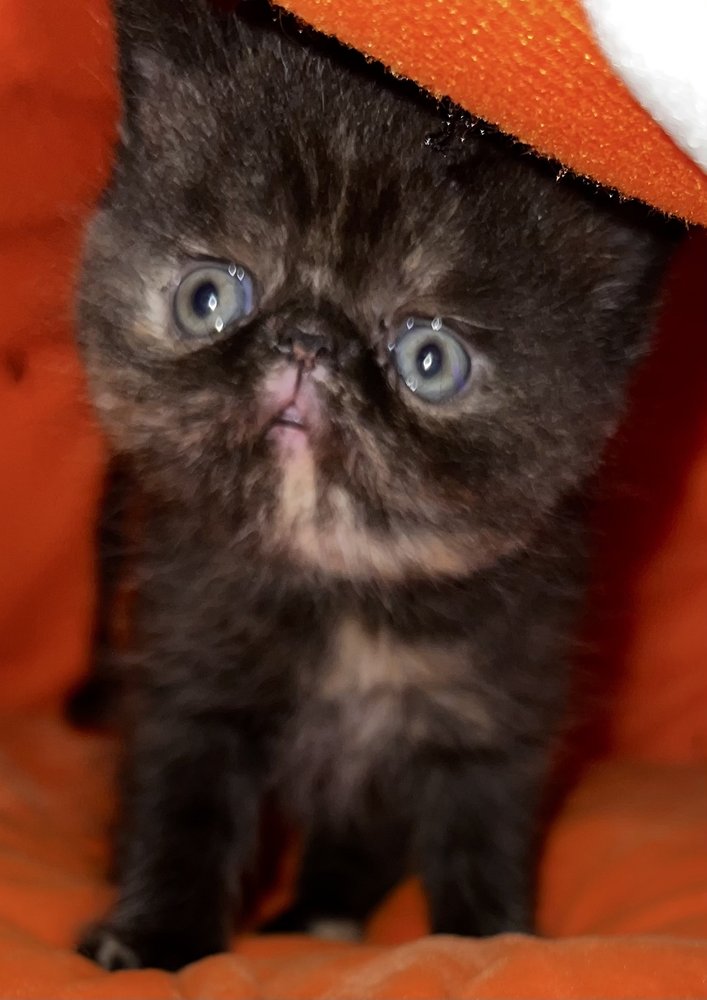 PAWW PADD - Updated December 2025 - 19 Photos - St. Augustine, Florida ...