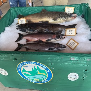 ISSAQUAH SALMON DAYS - Updated November 2024 - 104 Photos & 28 Reviews ...