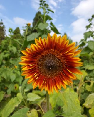 HANA FIELD BY TANAKA FARMS - Updated May 2024 - 367 Photos & 153 ...