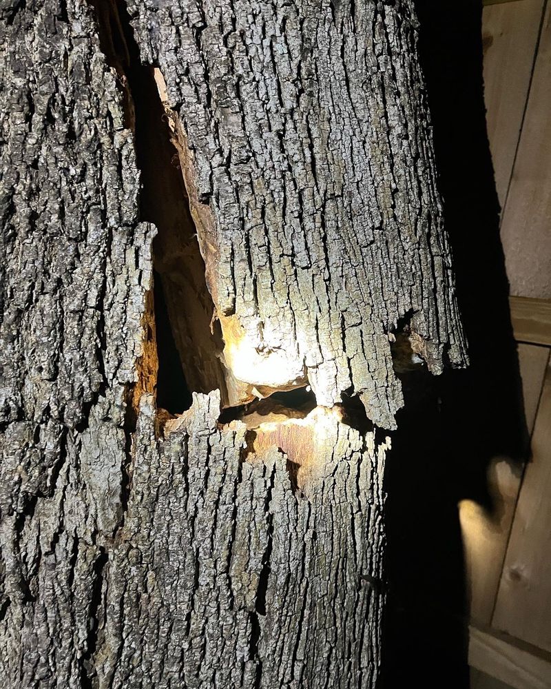 3 MONKEYS TREE SERVICE - Updated October 2025 - 32 Photos & 17 Reviews - San Antonio, Texas ...