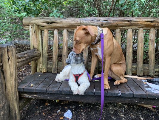 ZEN WALKER - Updated October 2024 - 13 Photos & 10 Reviews - Brooklyn ...