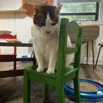 KITTY CAT LOUNGE - Updated December 2025 - 49 Photos - 946 E Orange St ...