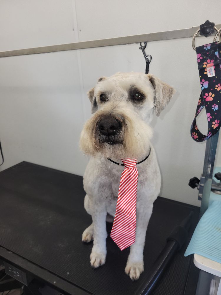 BARKS N’ BUBBLES MOBILE GROOMING - Updated July 2024 - 113 Photos & 95 ...