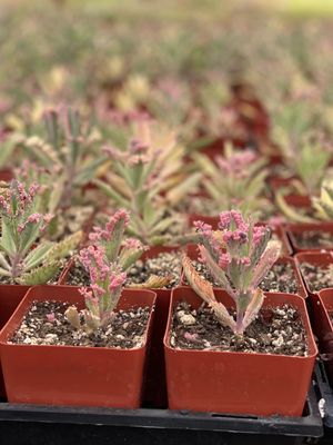 CALIFORNIA CACTUS RANCH - Updated August 2025 - 336 Photos & 91 Reviews ...