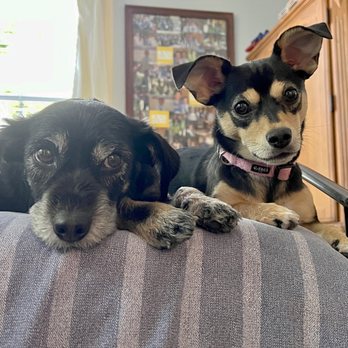 BRETON’S DOG & CAT BOARDING - Updated October 2025 - 36 Photos & 35 ...