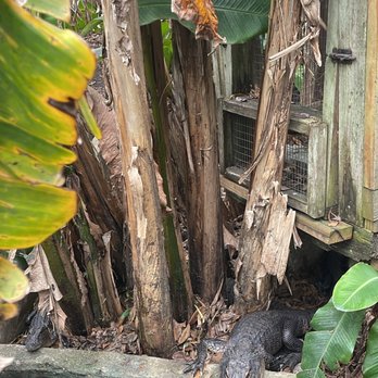 CROC ENCOUNTERS - 250 Photos & 125 Reviews - 8703 Bowles Rd, Tampa ...