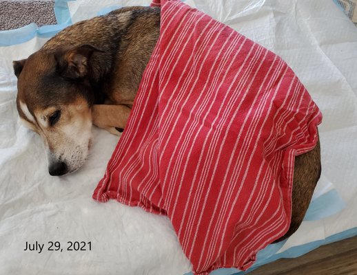 LADERA RANCH ANIMAL HOSPITAL - Updated August 2025 - 32 Photos & 118 ...