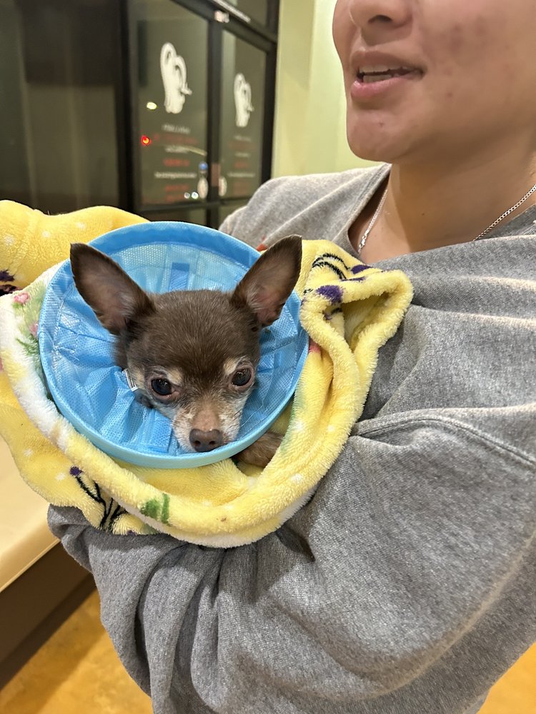 SANTA CLARITA ANIMAL URGENT CARE & WELLNESS CENTER - 15 Photos & 43 ...