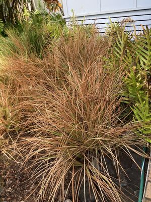 PEST TECH HAWAII - Updated January 2026 - 84 Photos & 125 Reviews ...