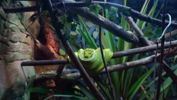 THE FIVE SISTERS ZOO - 26 Photos - Zoos - Gavie Side, West Calder, West Lothian, United Kingdom ...