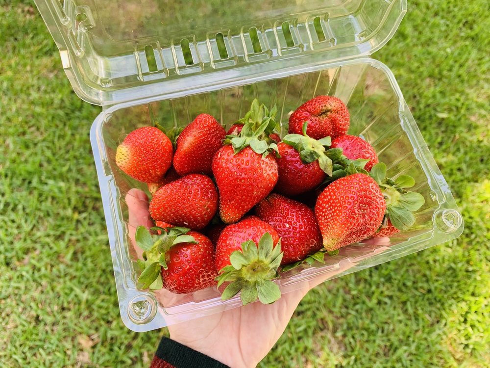 PECAN CREEK STRAWBERRY FARM - TEMP. CLOSED - 64 Photos & 16 Reviews ...