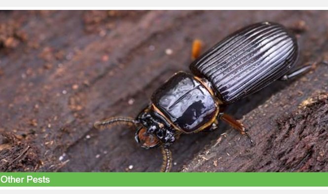 AAA EXTERMINATING - Updated August 2025 - 30 Photos & 10 Reviews - 1476 ...