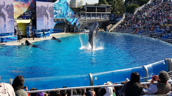 SHAMU SHOW: BELIEVE - Updated December 2025 - 86 Photos & 22 Reviews ...