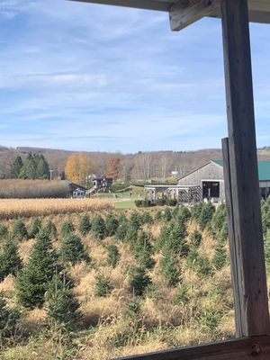 SPRINGSIDE FARM - Updated July 2025 - 12 Photos - 1850 NY-91, Fabius ...