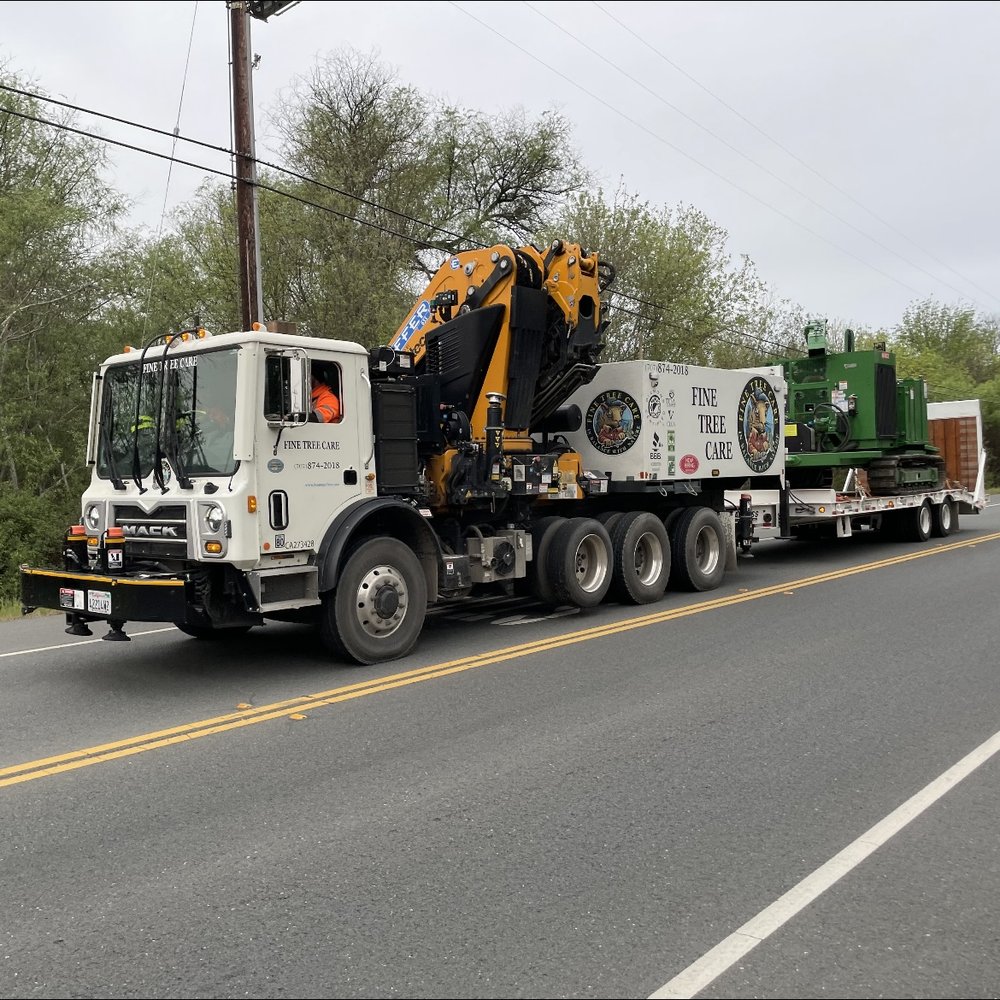 FINE TREE CARE - Updated December 2025 - 52 Photos & 67 Reviews - 321 S ...