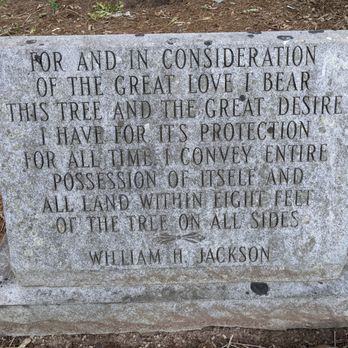 THE TREE THAT OWNS ITSELF - Updated October 2025 - 22 Photos & 15 ...