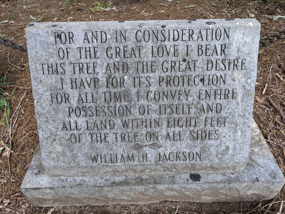 THE TREE THAT OWNS ITSELF - 16 Photos & 13 Reviews - 277 S Finley St ...