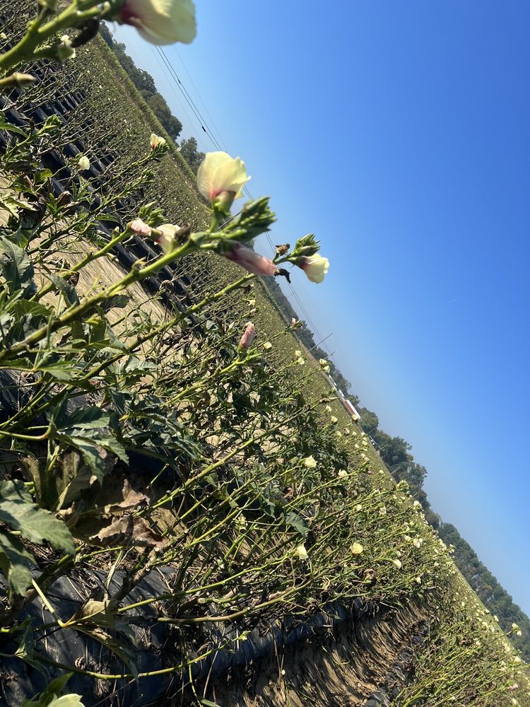 HALLOCK’S U-PICK FARM & GREENHOUSE - Updated October 2025 - 46 Photos ...