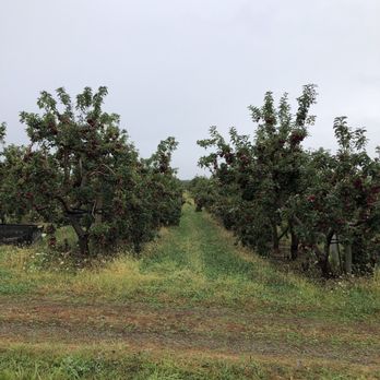 SLEEK’S ORCHARD - Updated January 2026 - 12 Photos - 181 Wentz Rd, New ...