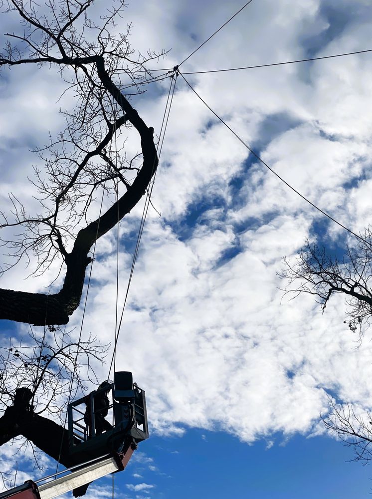 METROPOLITAN FORESTRY SERVICES - Updated October 2025 - 37 Photos & 14 ...