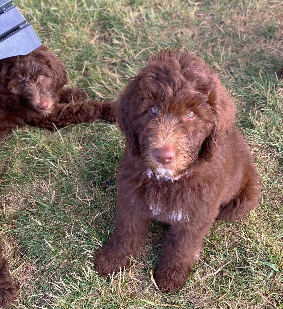 L & J FREEDOM DOODLES - Request Information - 19 Photos - Greenwood ...