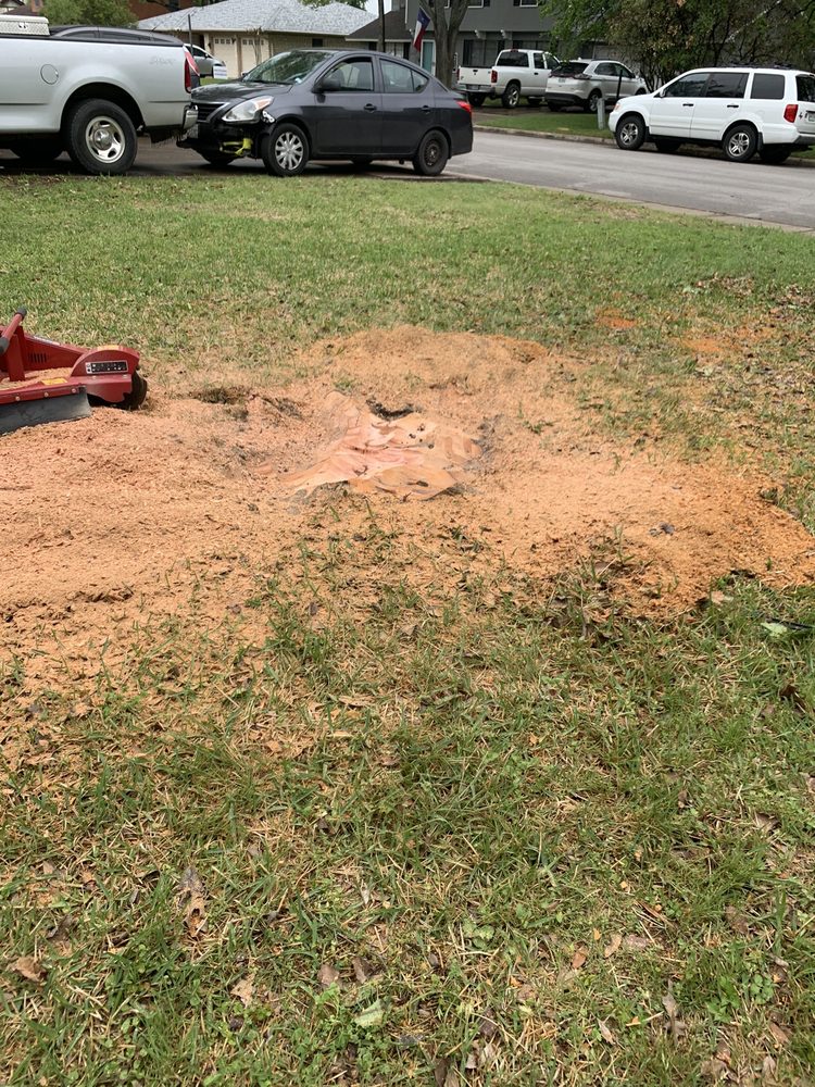 TREES R US - Updated April 2025 - 77 Photos & 83 Reviews - Austin ...