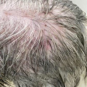 YORKVILLE ANIMAL HOSPITAL - Updated June 2024 - 41 Photos & 129 Reviews ...