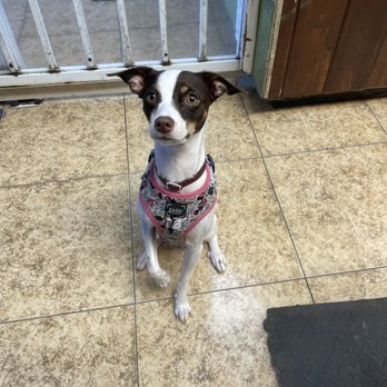 BLUE RIBBON PET GROOMING - Updated February 2025 - 51 Photos & 122 ...