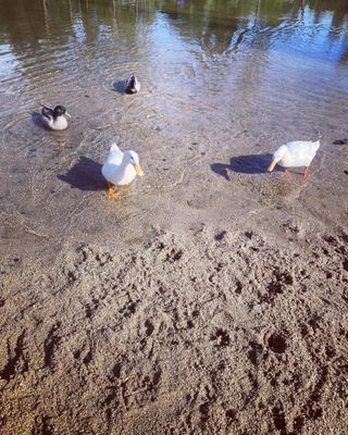 MANZANITA LAKE - 17 Photos - North Fork, California - Lakes - Yelp