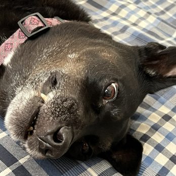 TRI-COUNTY HUMANE SOCIETY OF BOCA RATON - Updated October 2025 - 39 ...