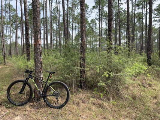 DESOTO NATIONAL FOREST - TUXACHANIE TRAIL POW CAMP - 41 Photos & 11 ...